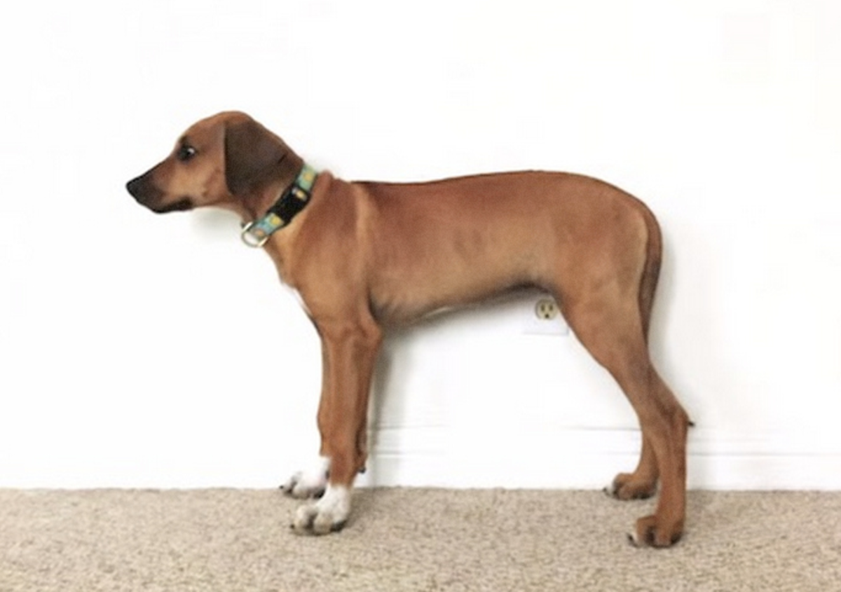 See A Puppy Grow To Into A Full-Size Dog In 23 Seconds - Airows
